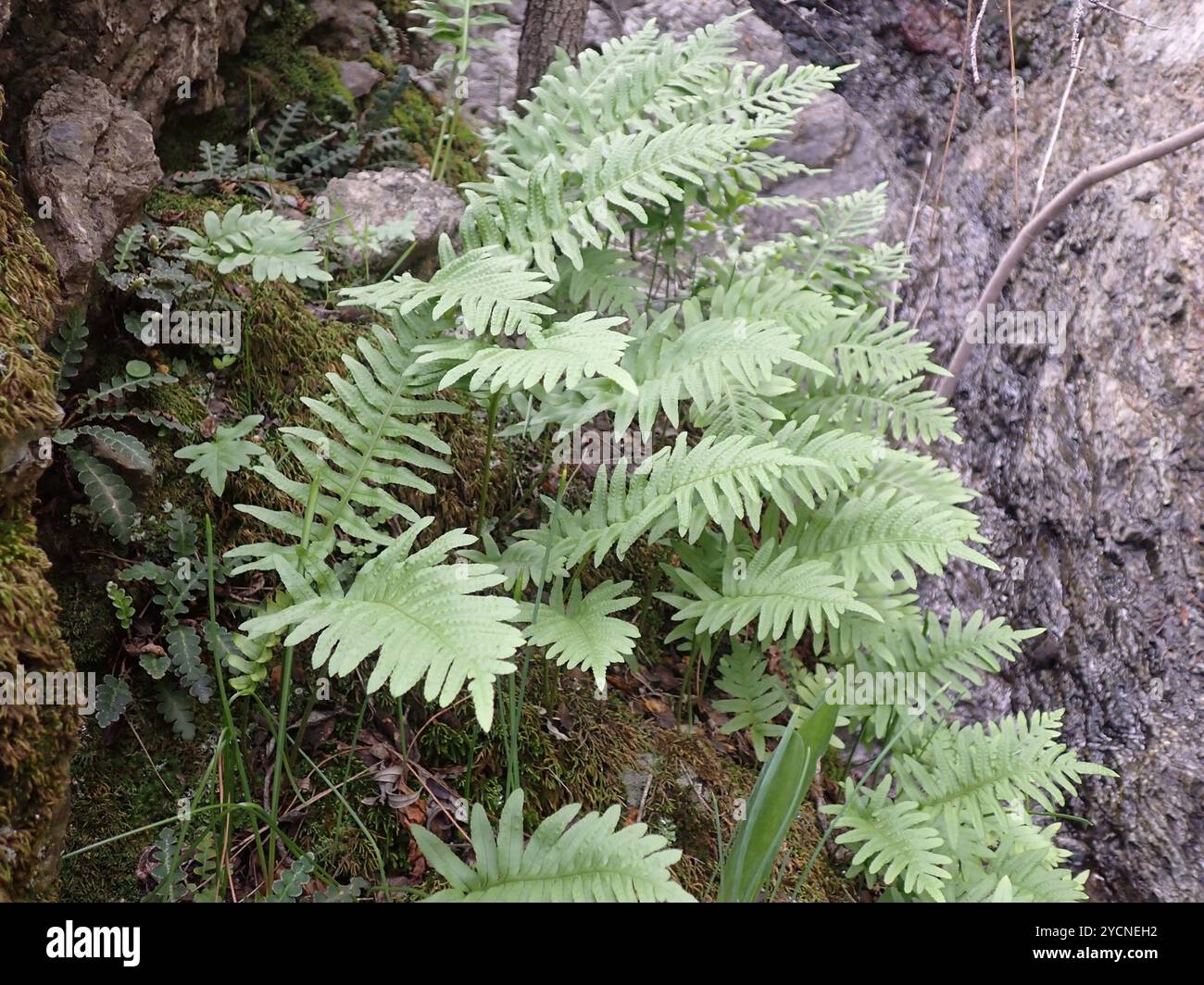 southern polypody (Polypodium cambricum) Plantae Stock Photo - Alamy