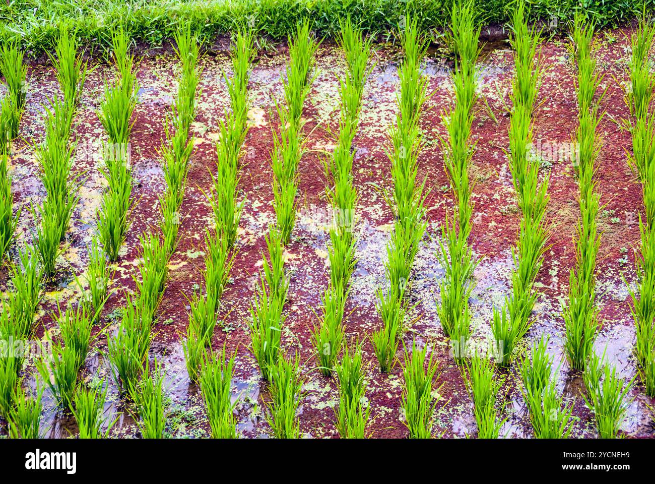 Young fresh rice growing Stock Photo - Alamy