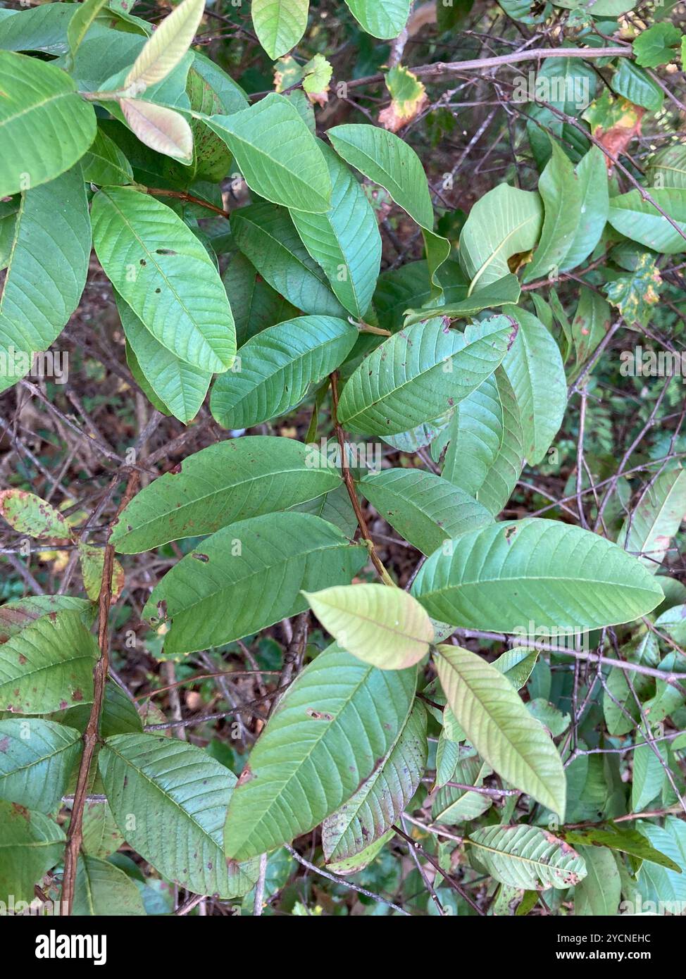 Common guava (Psidium guajava) Plantae Stock Photo - Alamy