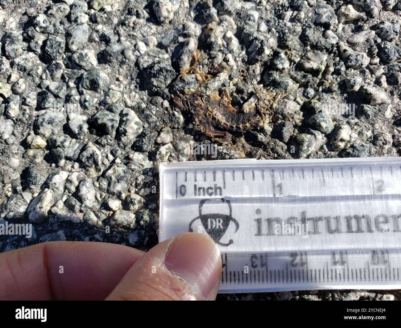 Pacific Newts (Taricha) Amphibia Stock Photo - Alamy
