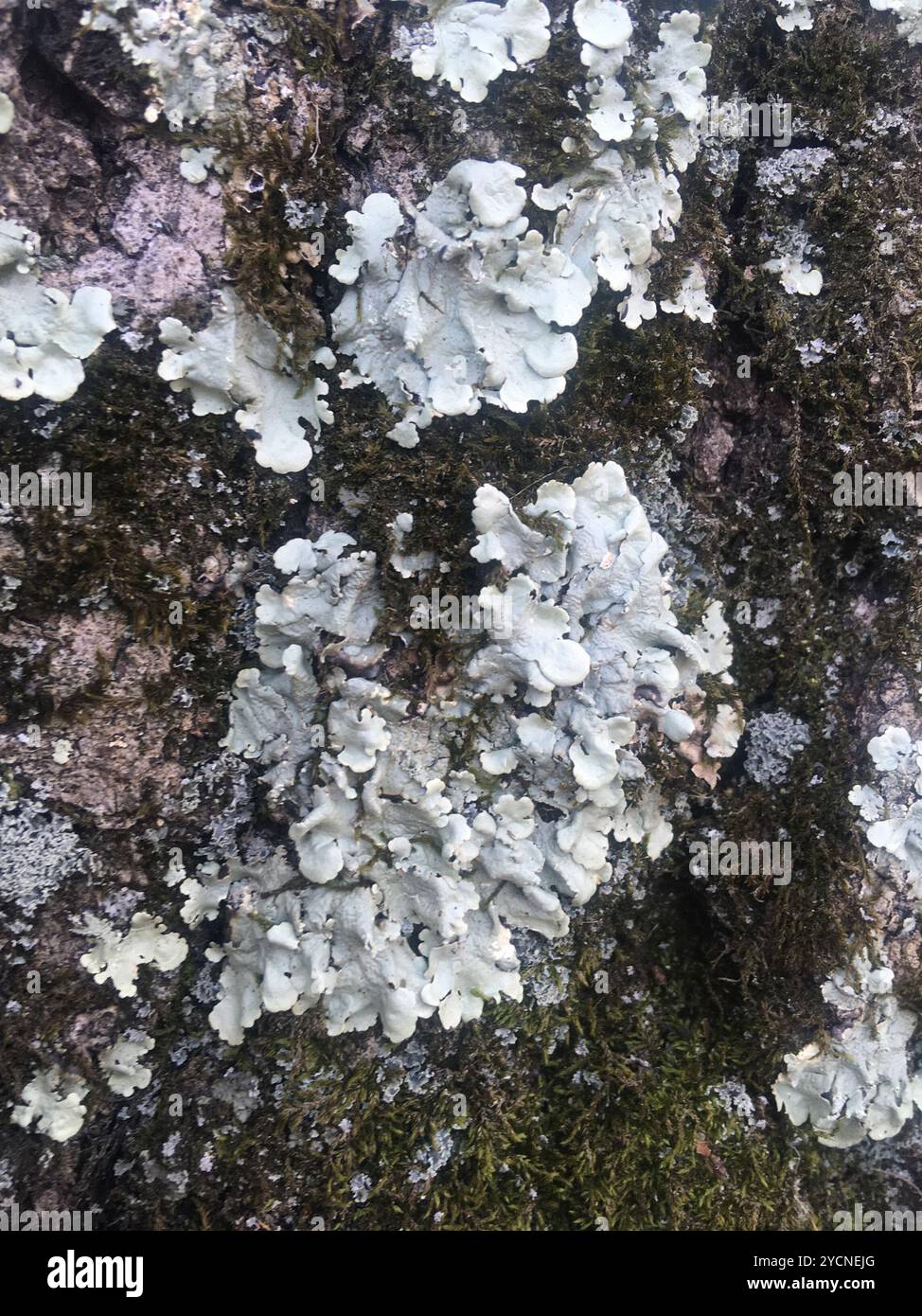typical shield lichens (Parmelioideae) Fungi Stock Photo - Alamy