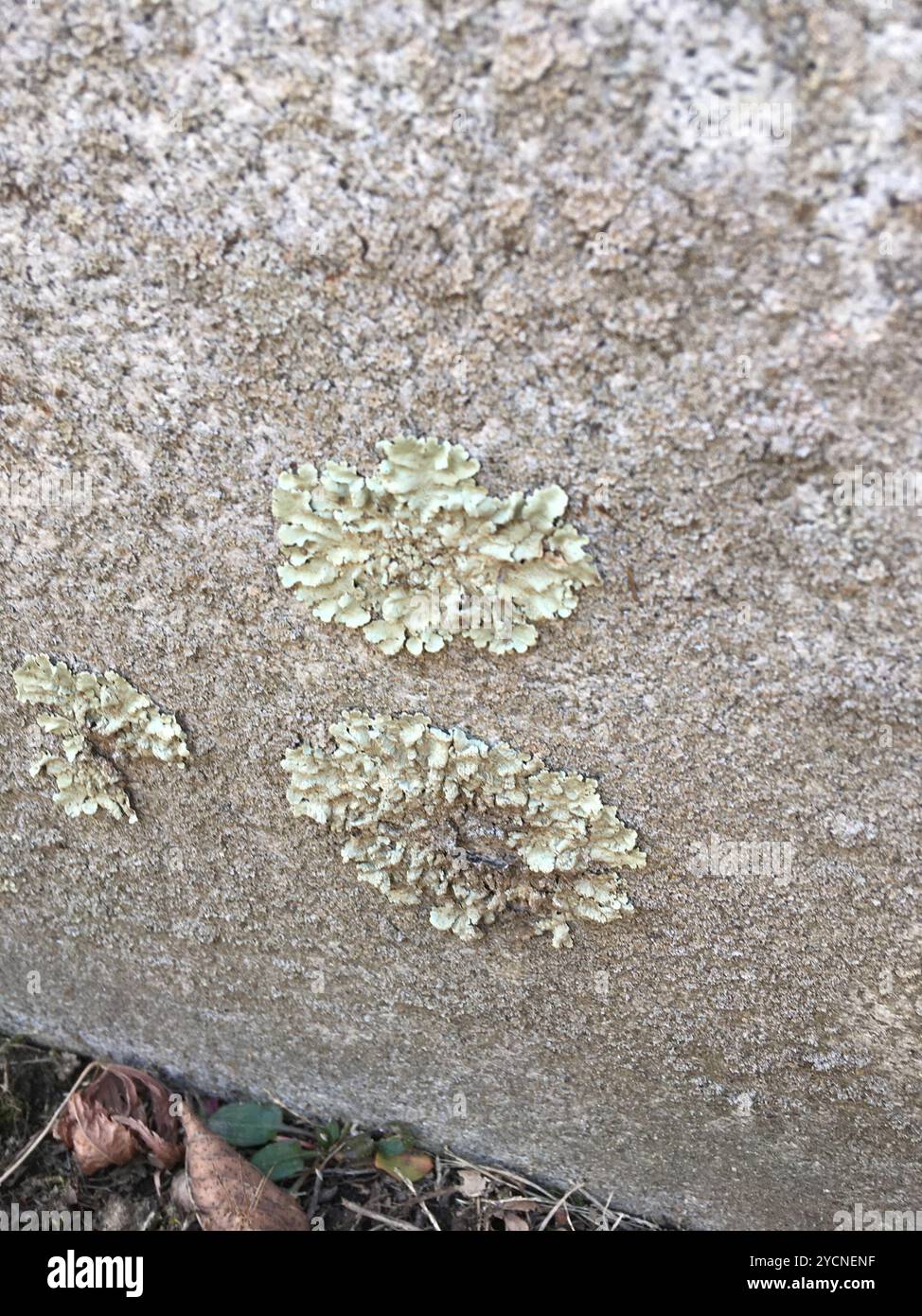typical shield lichens (Parmelioideae) Fungi Stock Photo - Alamy