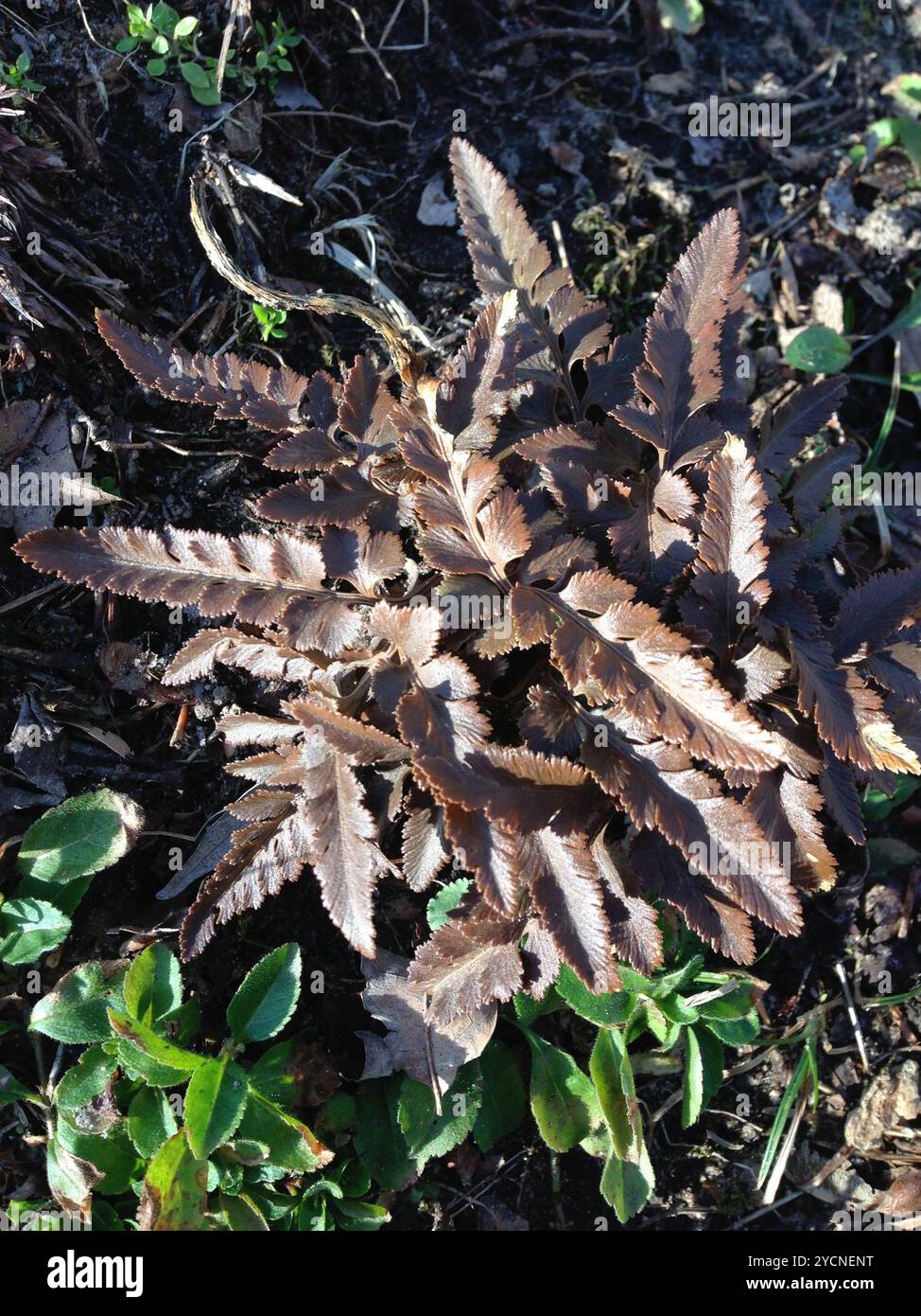Cutleaf Grapefern (Sceptridium dissectum) Plantae Stock Photo - Alamy