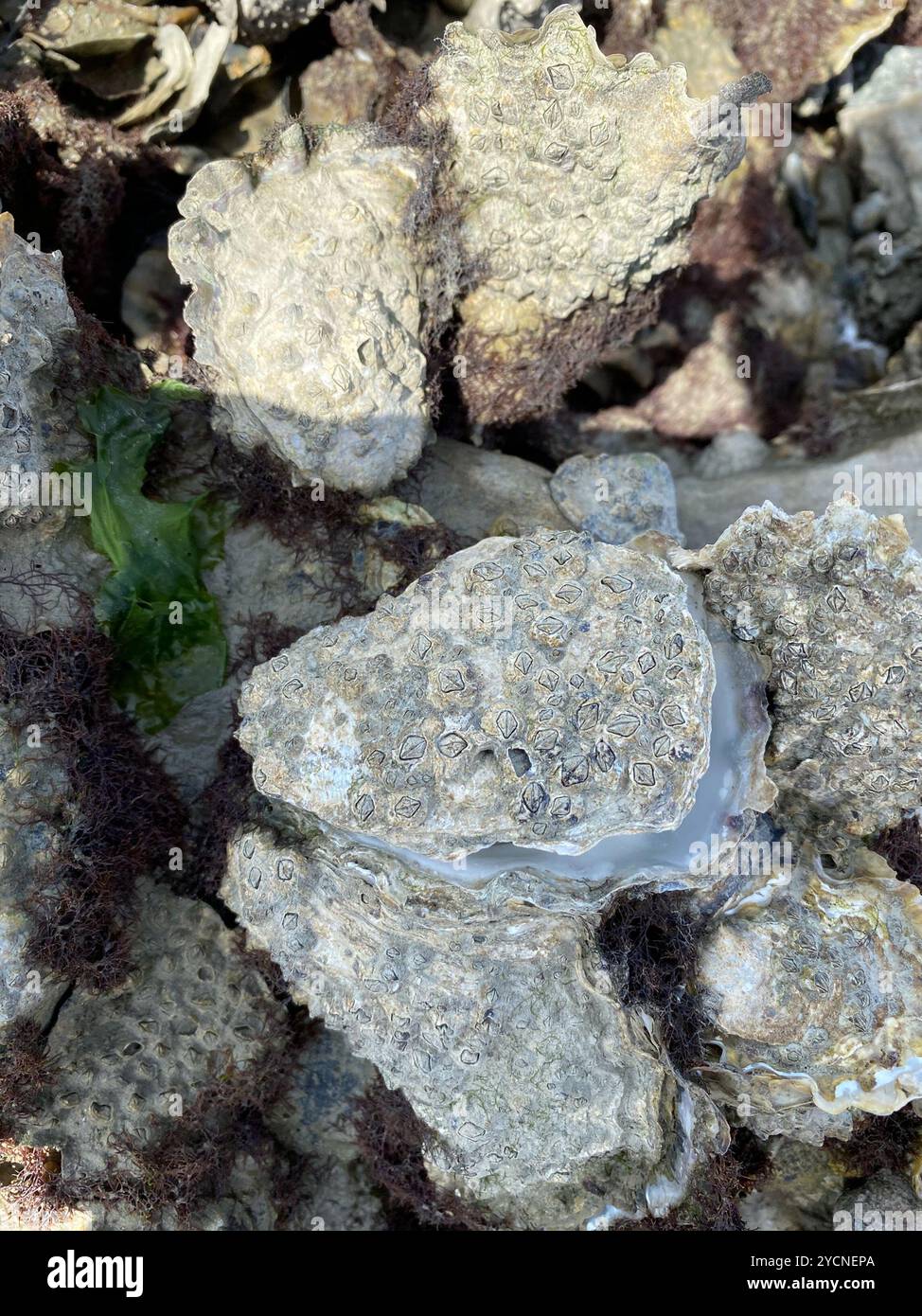 Pacific Oyster (Magallana gigas) Mollusca Stock Photo - Alamy