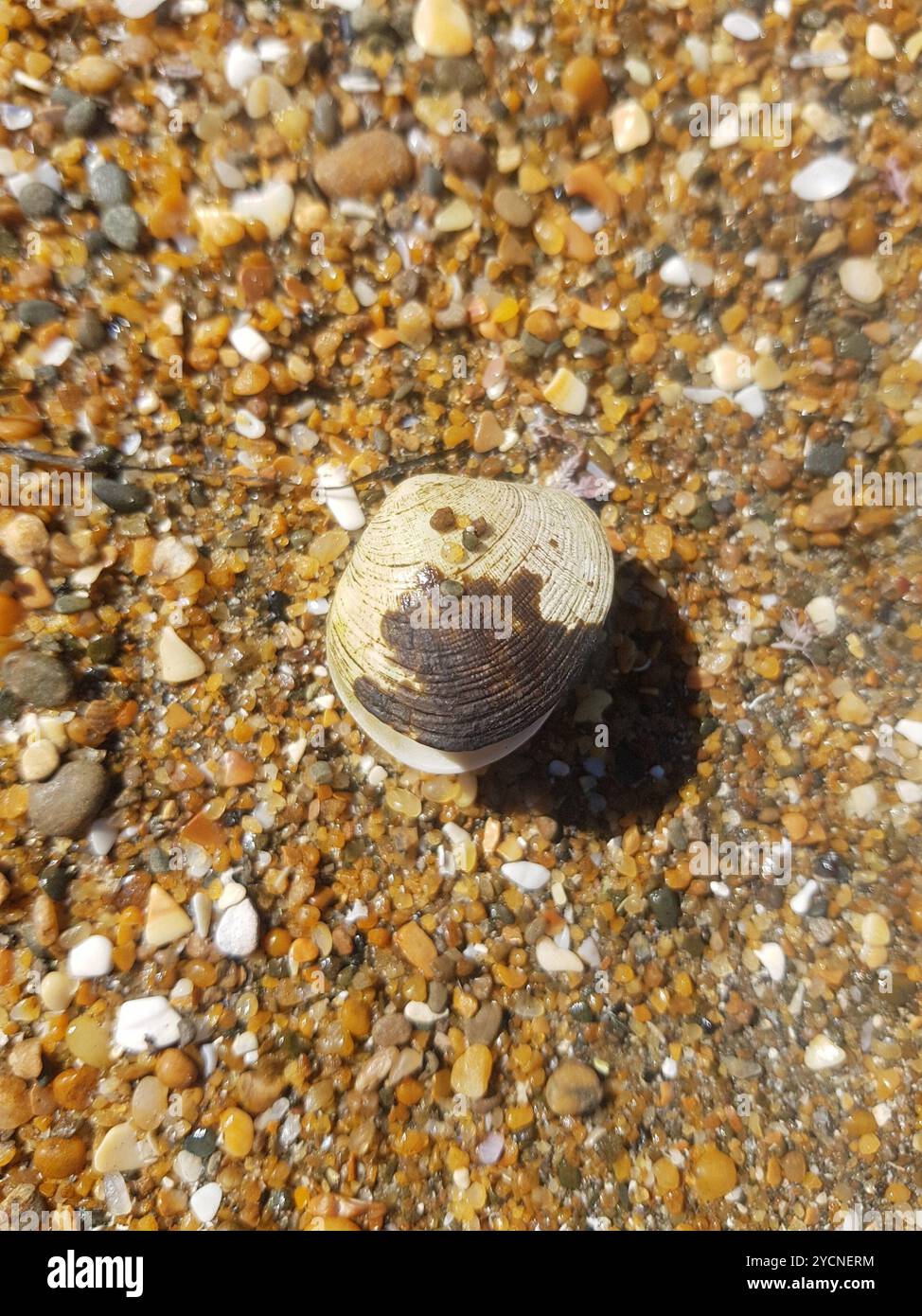 (Venerupis largillierti) Mollusca Stock Photo - Alamy