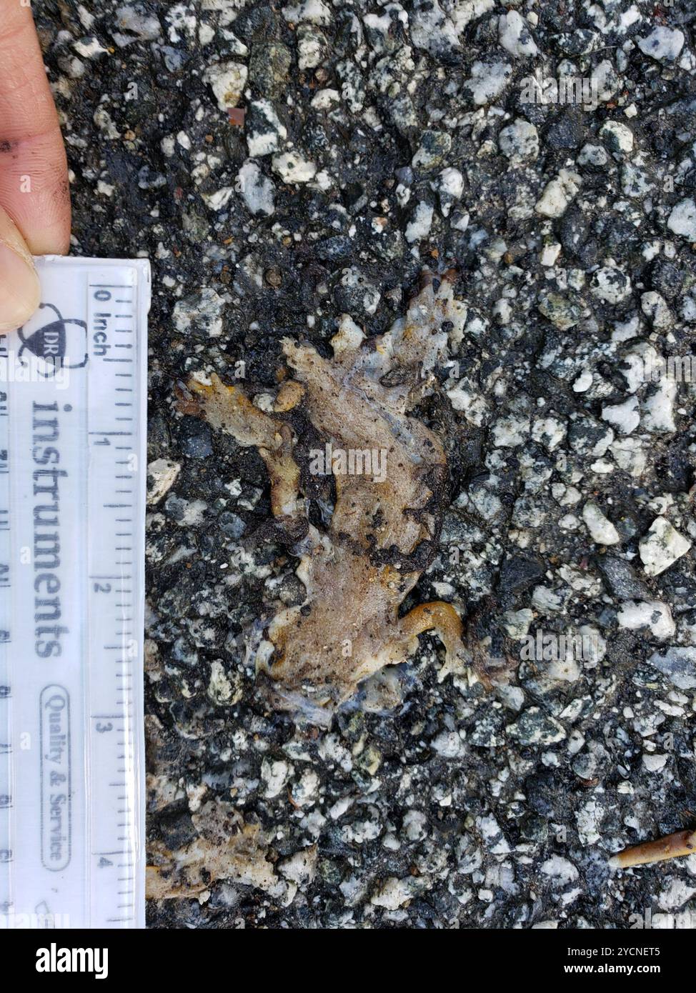 Pacific Newts (Taricha) Amphibia Stock Photo - Alamy