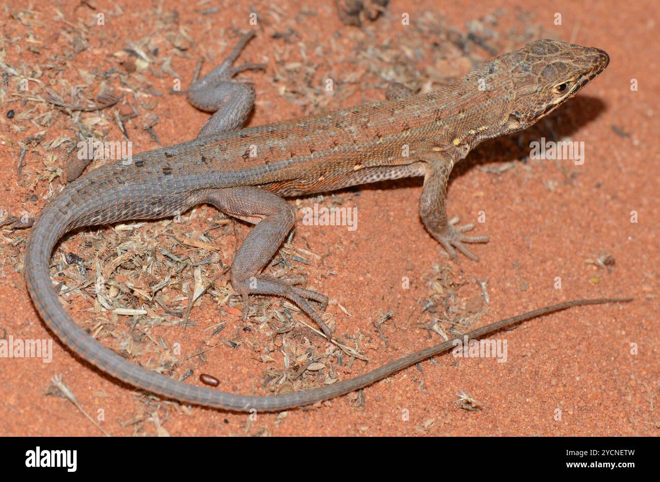 Common Rough-scaled Lizard (Meroles squamulosus) Reptilia Stock Photo ...