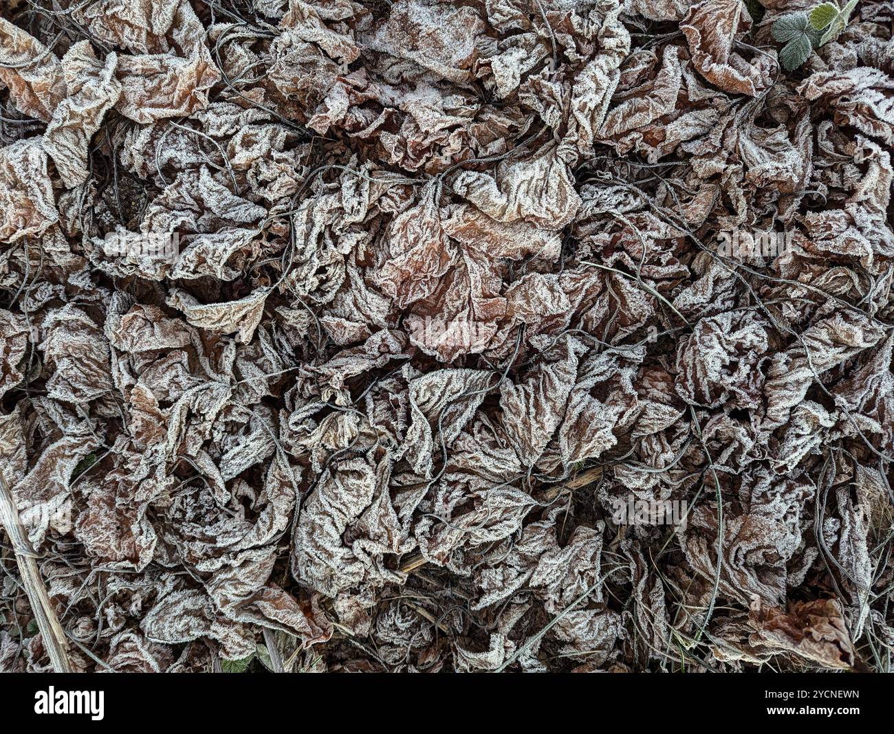 Frozen Leaves: A tangled mass of leaves covered in frost, creating a ...