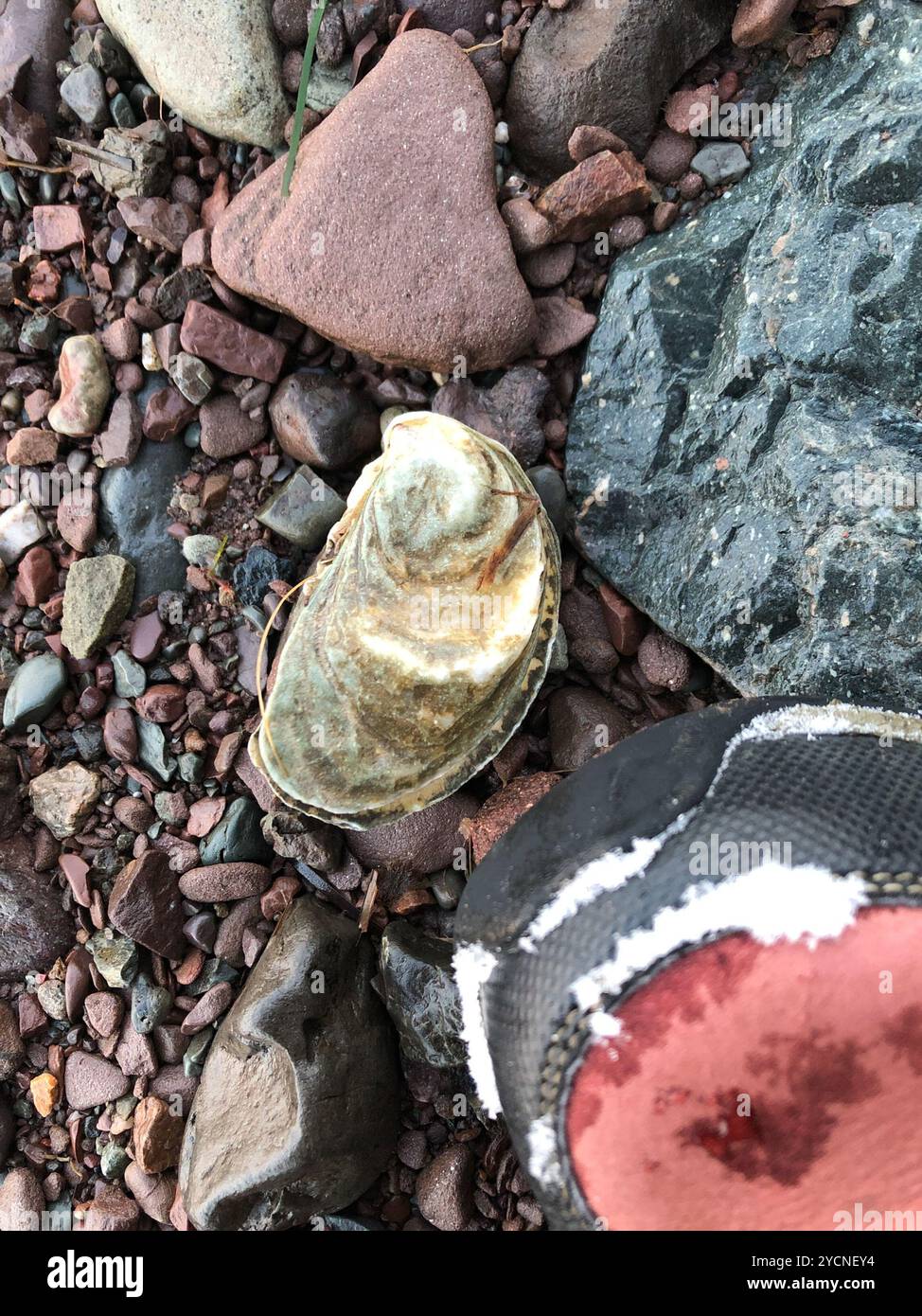Eastern Oyster (Crassostrea virginica) Mollusca Stock Photo - Alamy