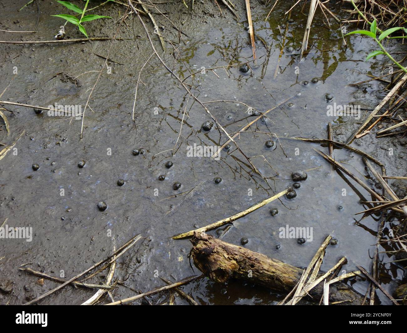 River Snails (Viviparoidea) Mollusca Stock Photo - Alamy