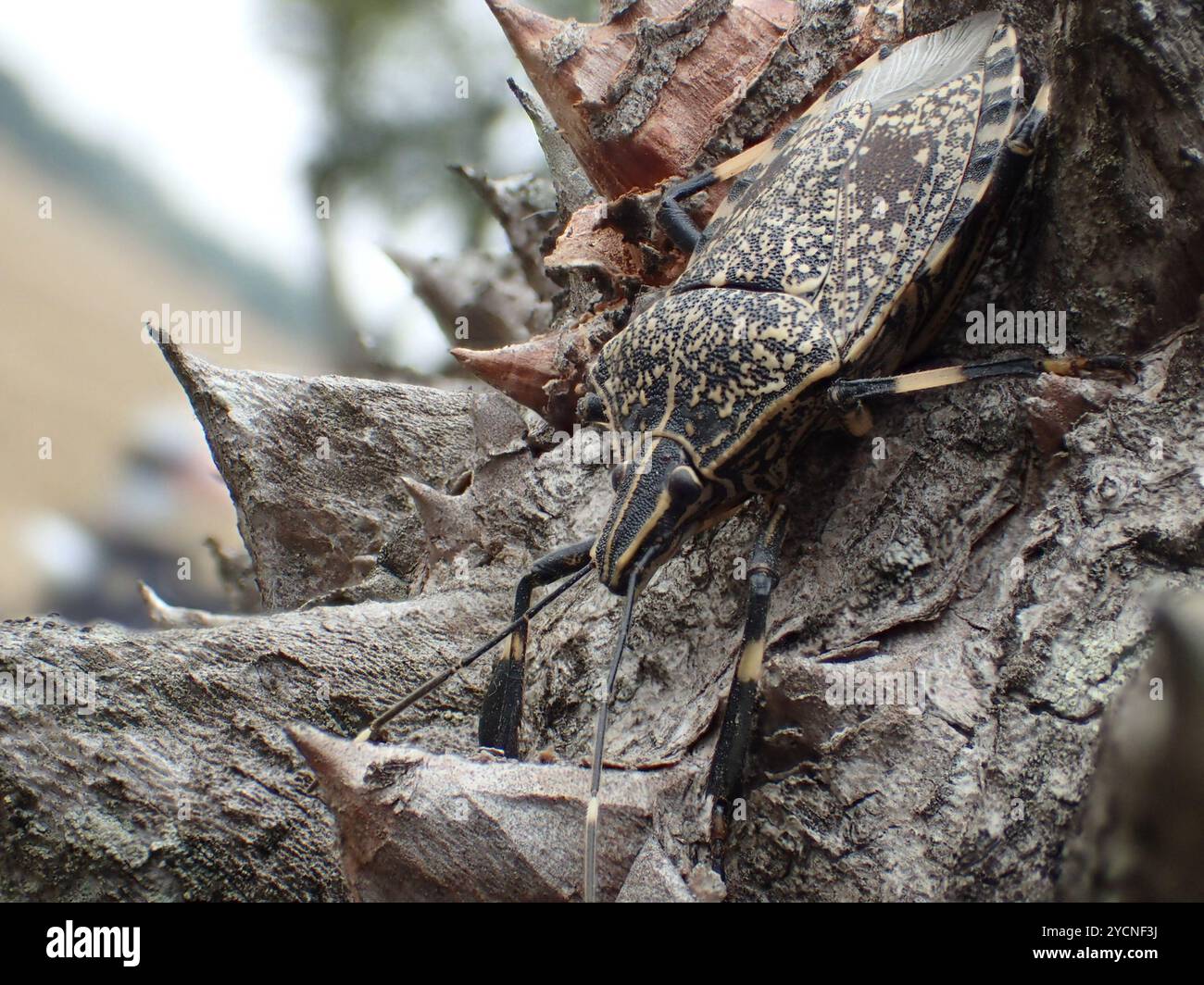 Yellow-spotted Stink Bug (Erthesina fullo) Insecta Stock Photo - Alamy