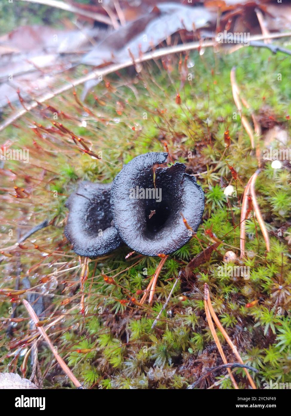 Eastern Black Trumpet (Craterellus fallax) Fungi Stock Photo - Alamy