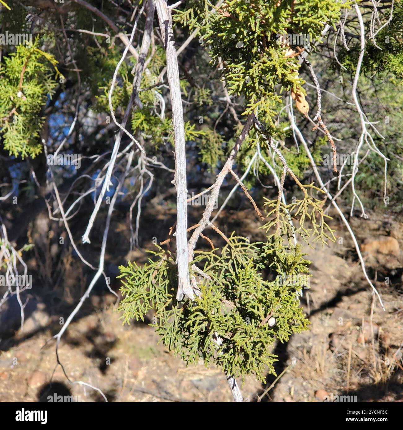 One-seed Juniper (Juniperus monosperma) Plantae Stock Photo - Alamy