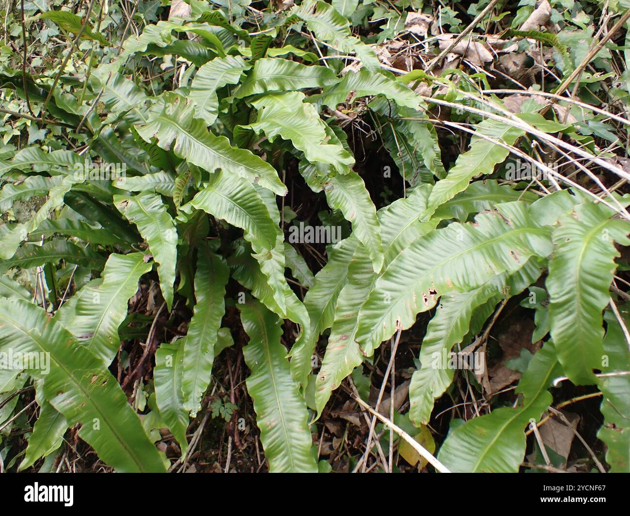 Hart's-tongue fern (Asplenium scolopendrium) Plantae Stock Photo - Alamy