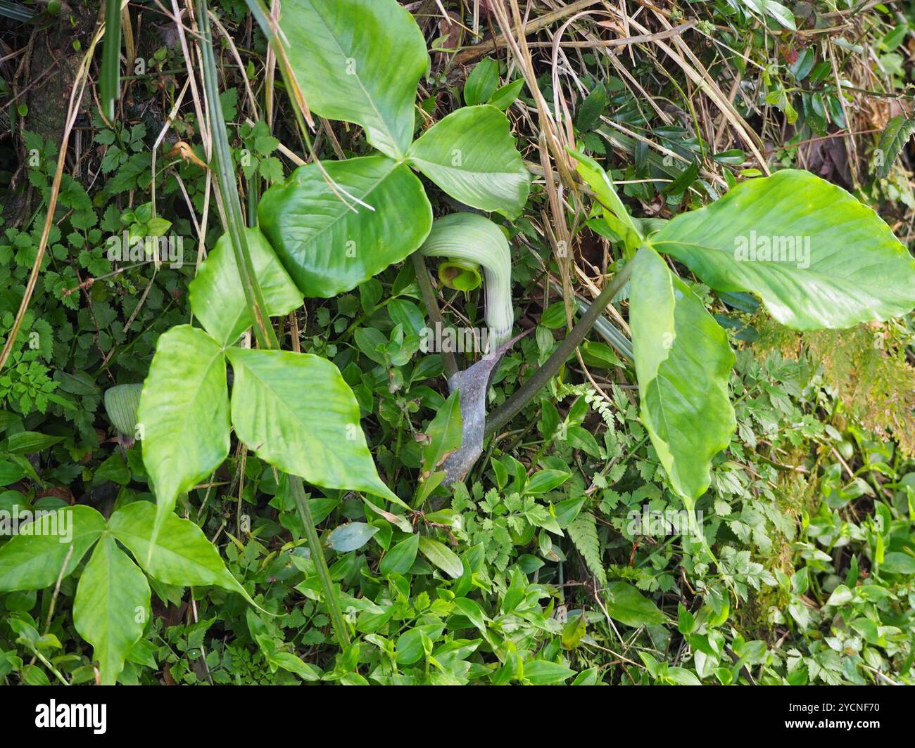 Japanese cobra lily (Arisaema ringens) Plantae Stock Photo - Alamy