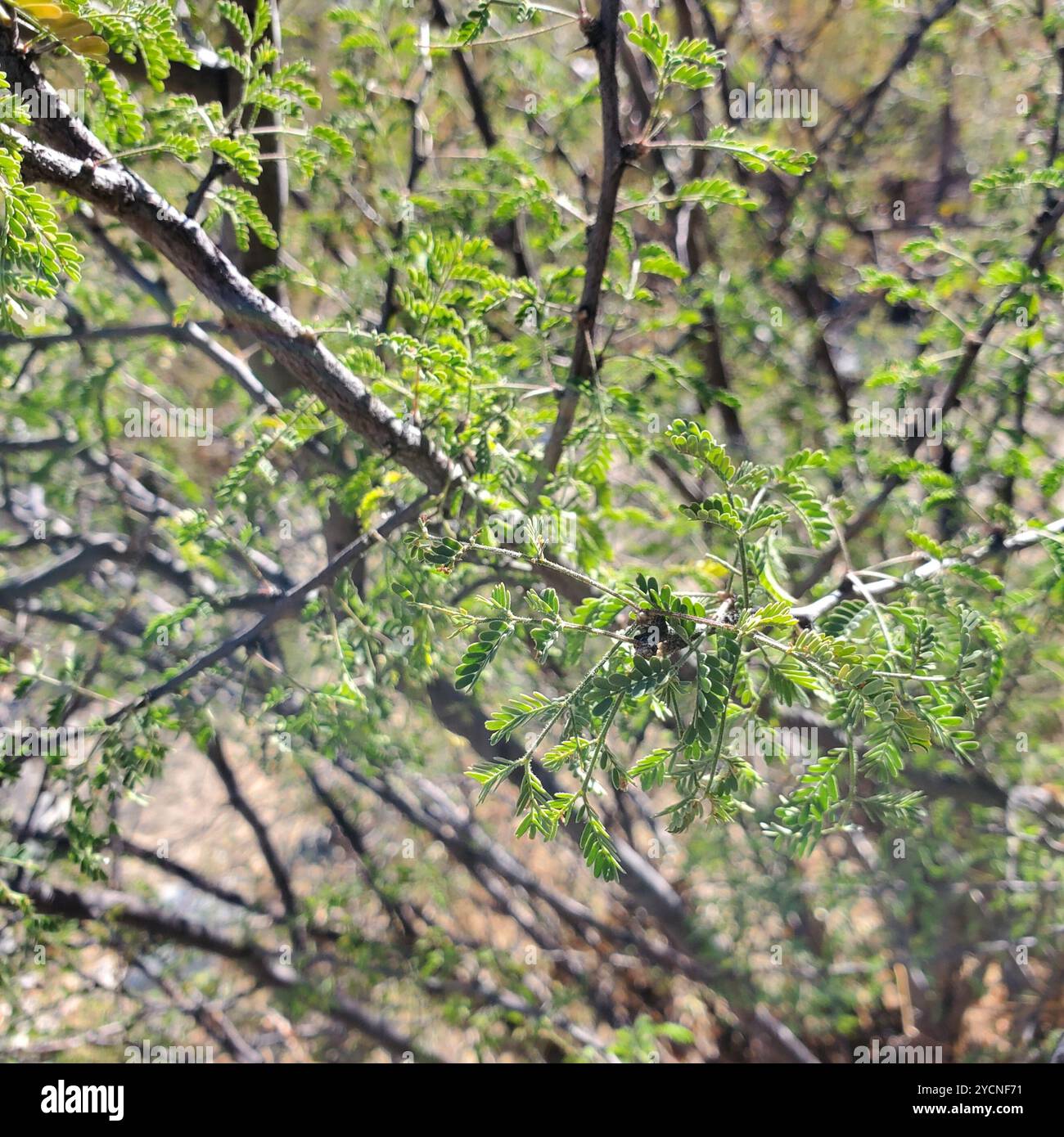screwbean (Strombocarpa pubescens) Plantae Stock Photo - Alamy