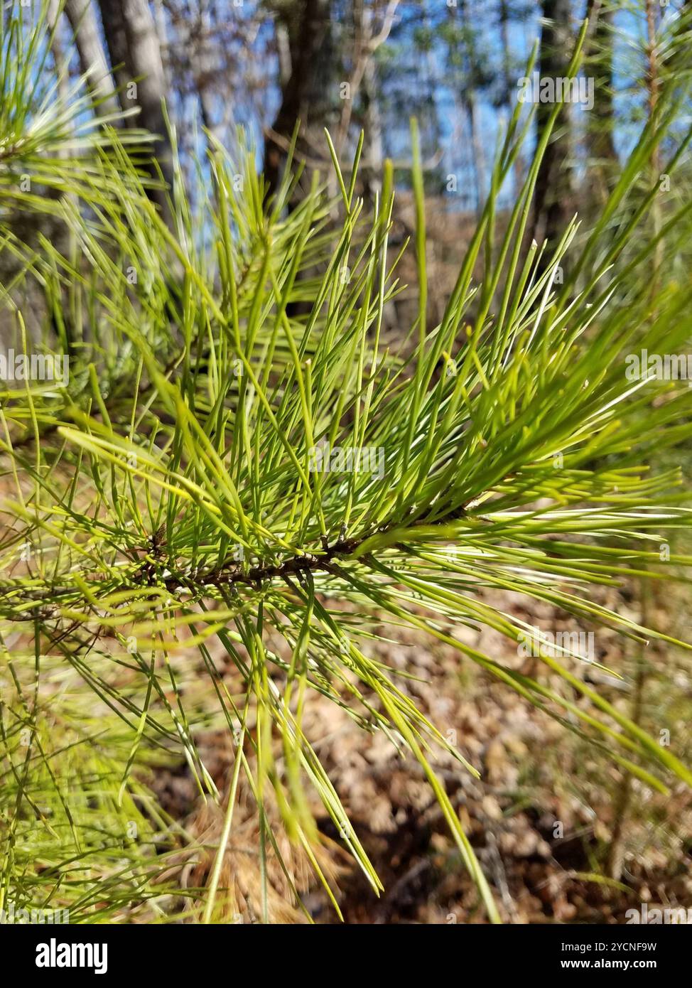 shortleaf pine (Pinus echinata) Plantae Stock Photo - Alamy