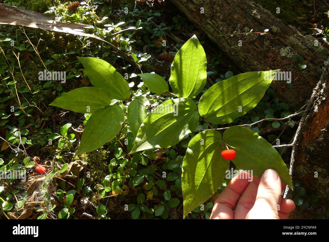 rough-fruited fairybells (Prosartes trachycarpa) Plantae Stock Photo ...