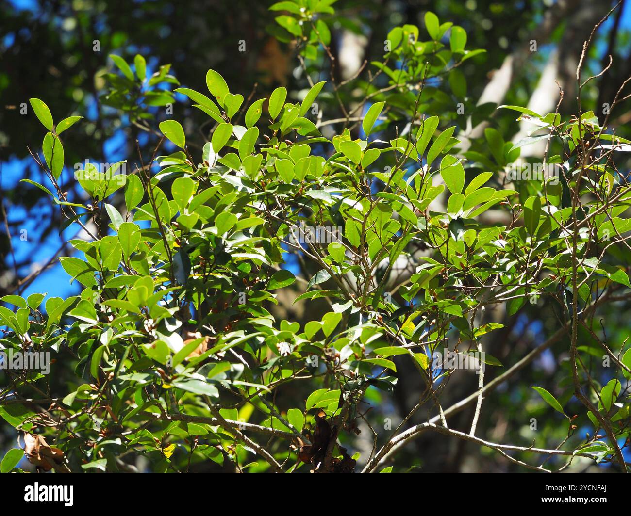 Formosan michelia (Magnolia compressa) Plantae Stock Photo - Alamy