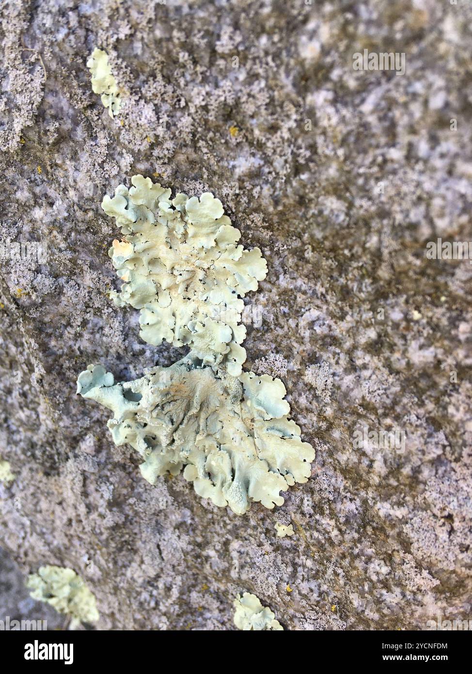 common greenshield lichen (Flavoparmelia caperata) Fungi Stock Photo ...
