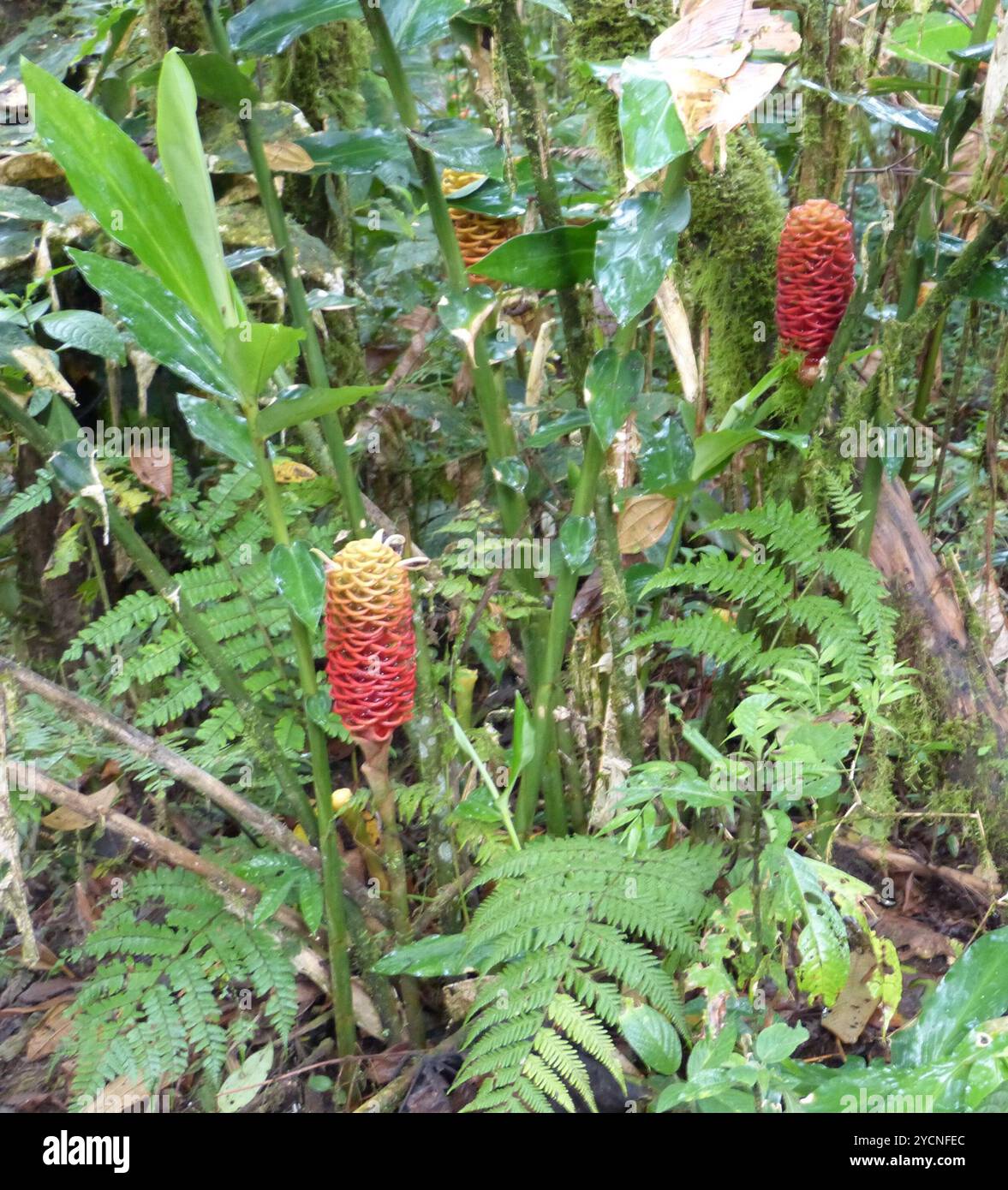 beehive ginger (Zingiber spectabile) Plantae Stock Photo - Alamy