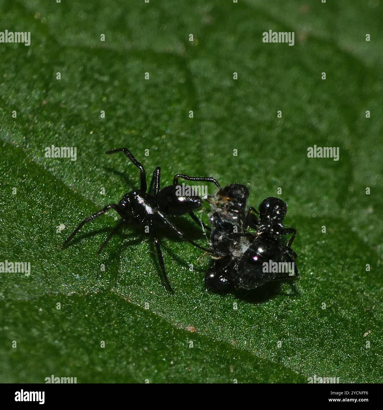 Ant-eating Spiders (Euryopis) Arachnida Stock Photo - Alamy