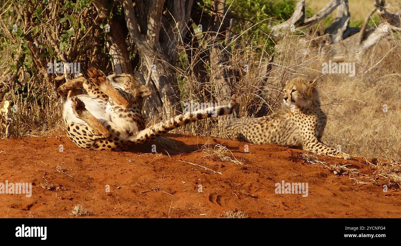 Southern and Eastern African Cheetah (Acinonyx jubatus jubatus ...