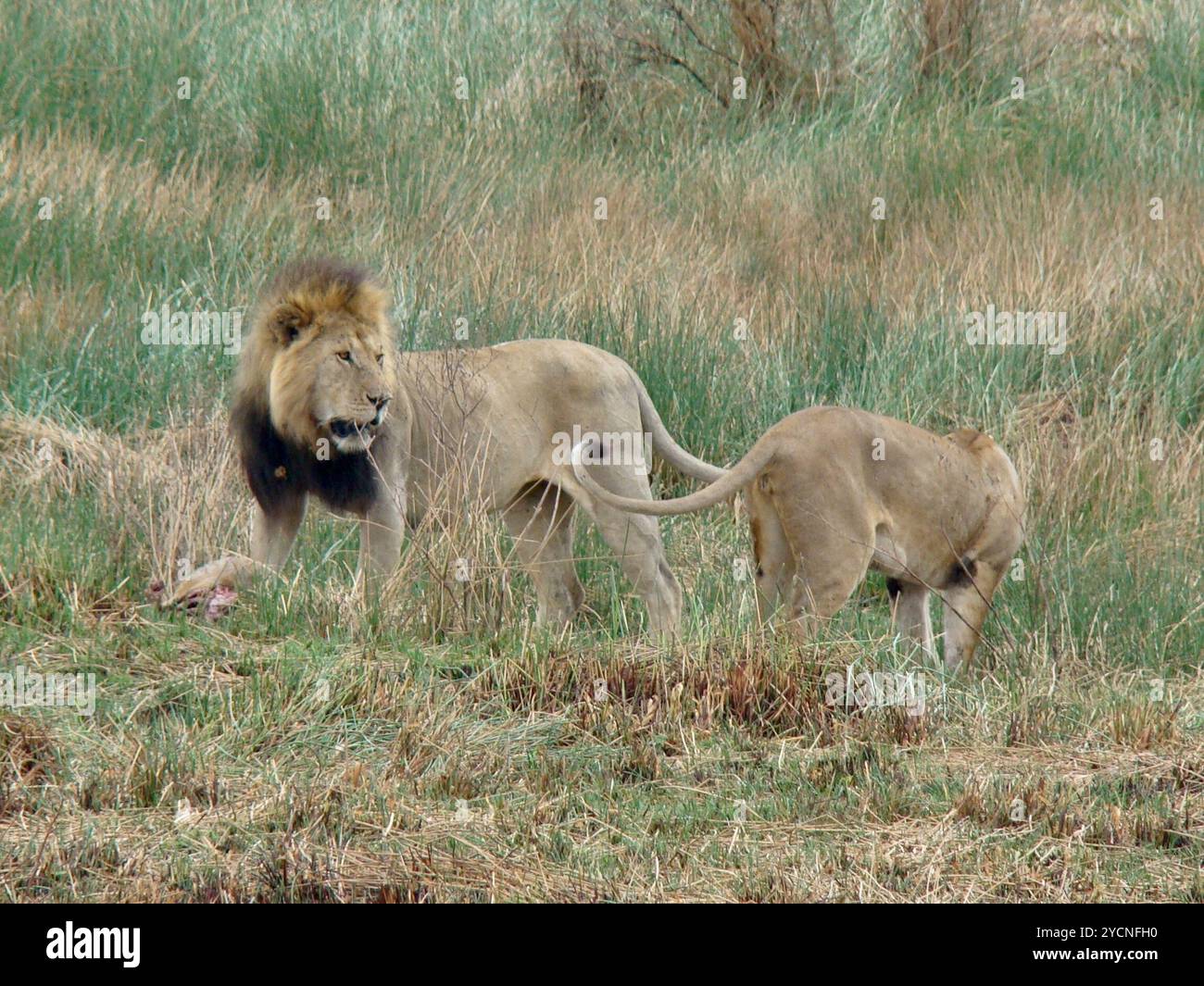 Southern Lion (Panthera leo melanochaita) Mammalia Stock Photo - Alamy