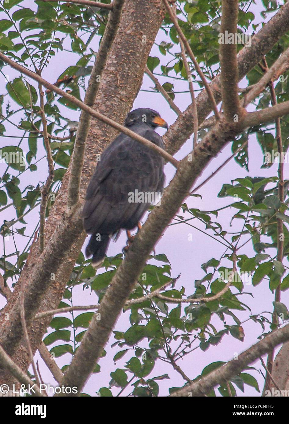 Common Black Hawk (Buteogallus anthracinus) Aves Stock Photo - Alamy