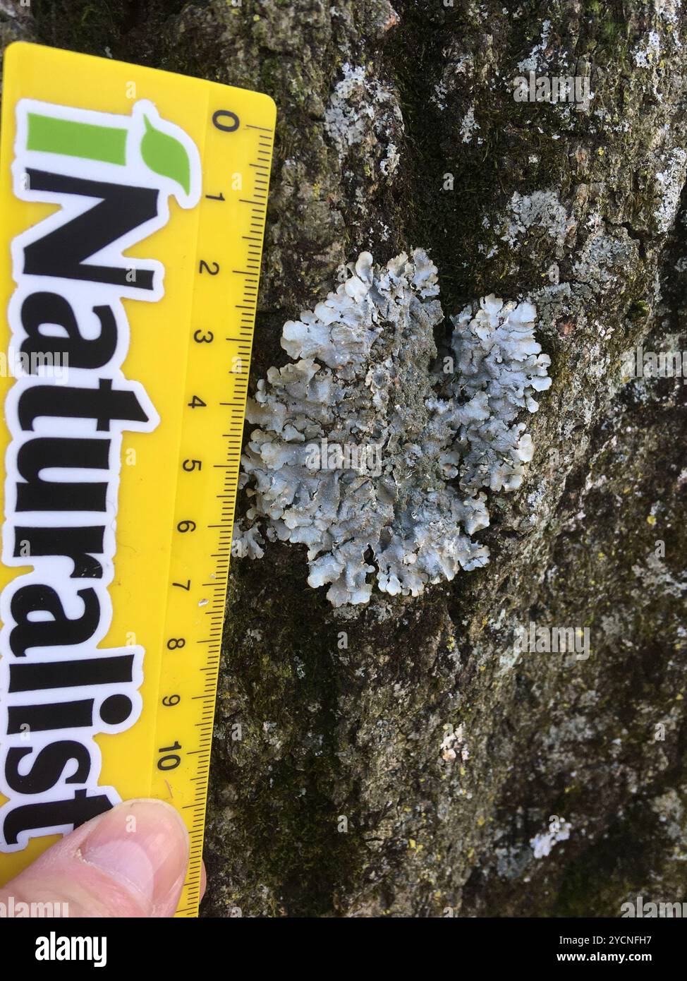 typical shield lichens (Parmelioideae) Fungi Stock Photo - Alamy