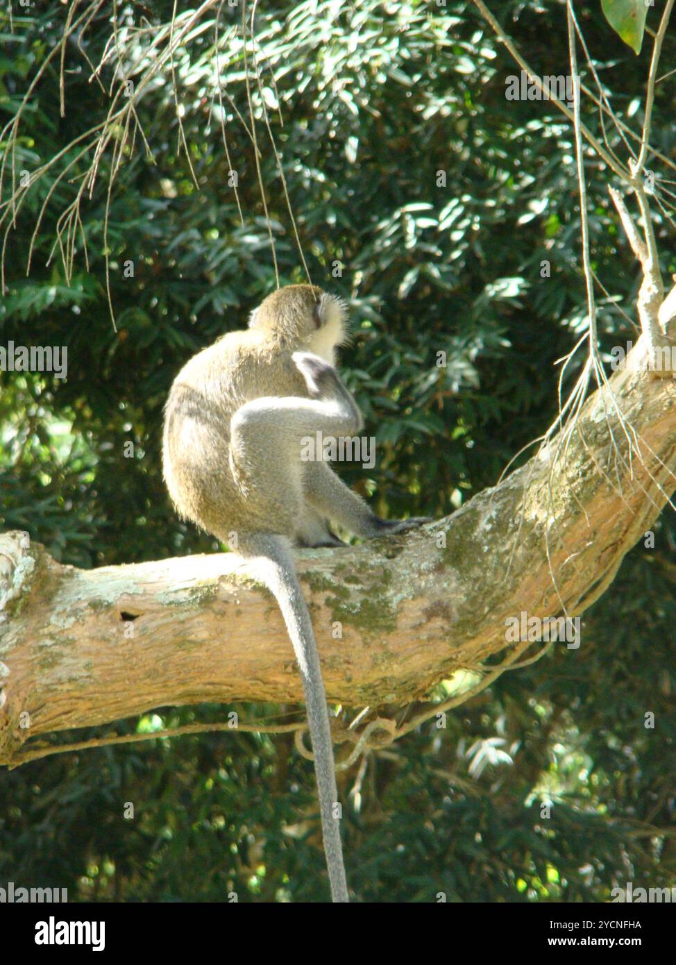 Savannah Monkeys (Chlorocebus) Mammalia Stock Photo - Alamy