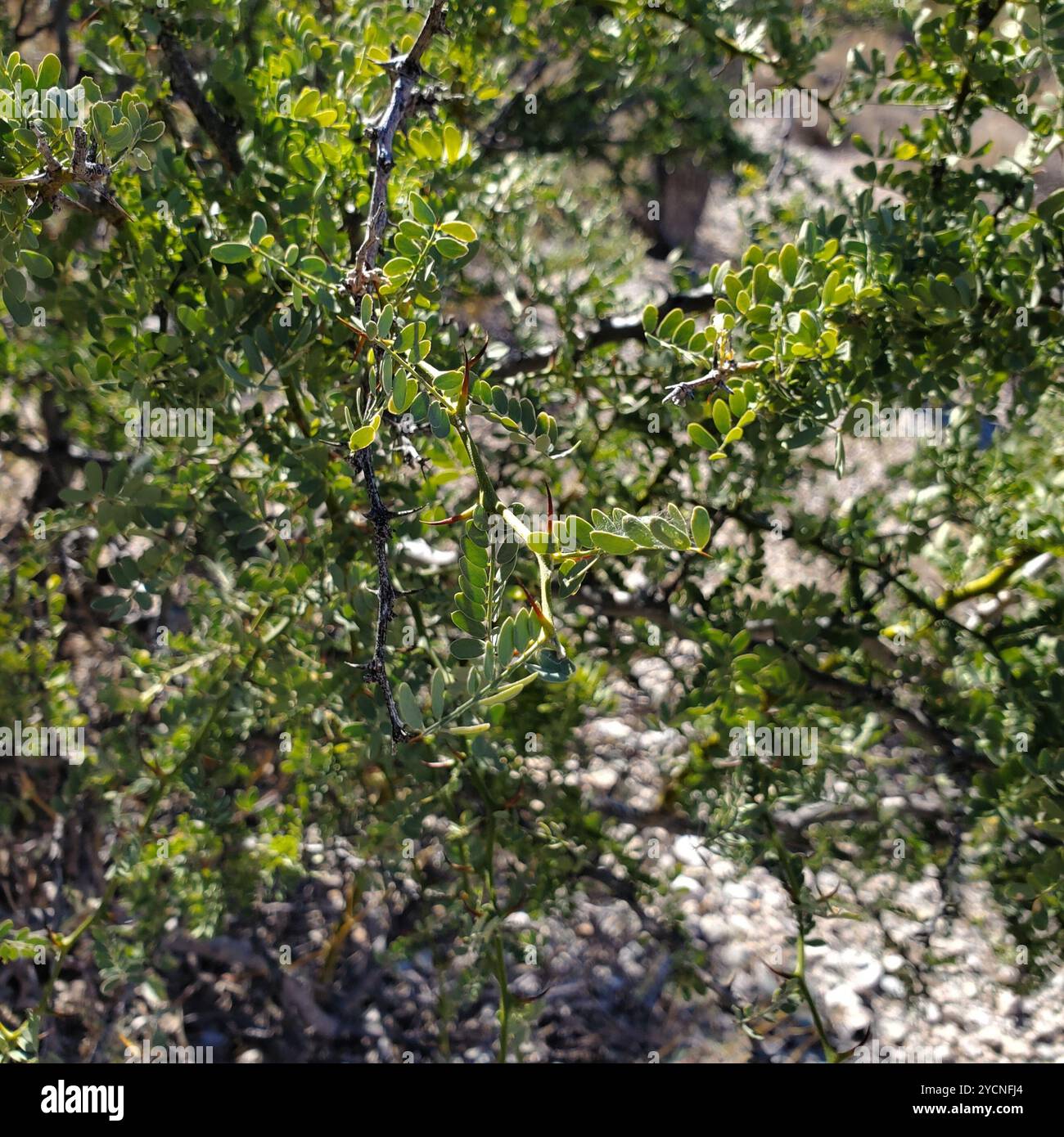 desert ironwood (Olneya tesota) Plantae Stock Photo - Alamy