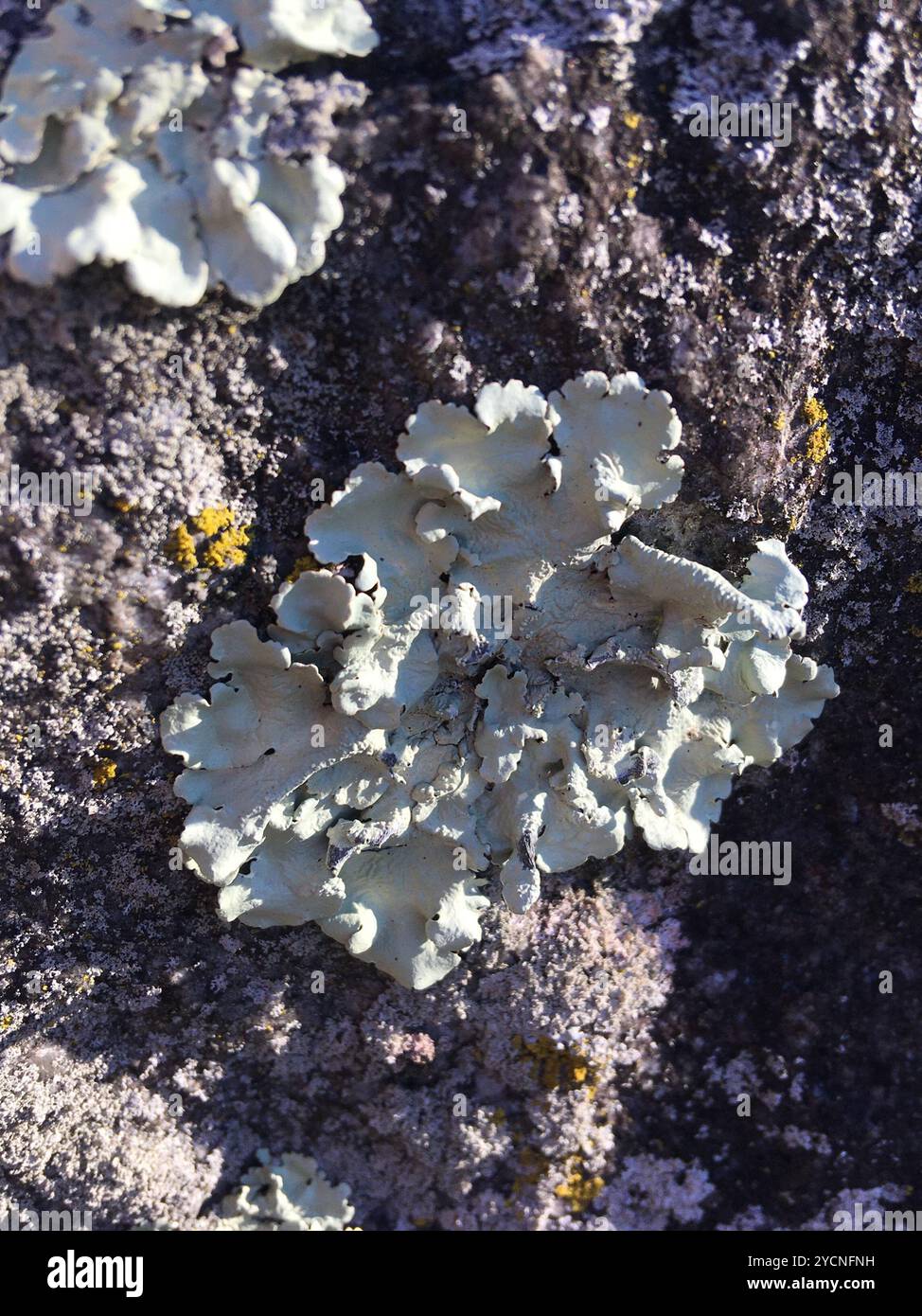 common greenshield lichen (Flavoparmelia caperata) Fungi Stock Photo ...