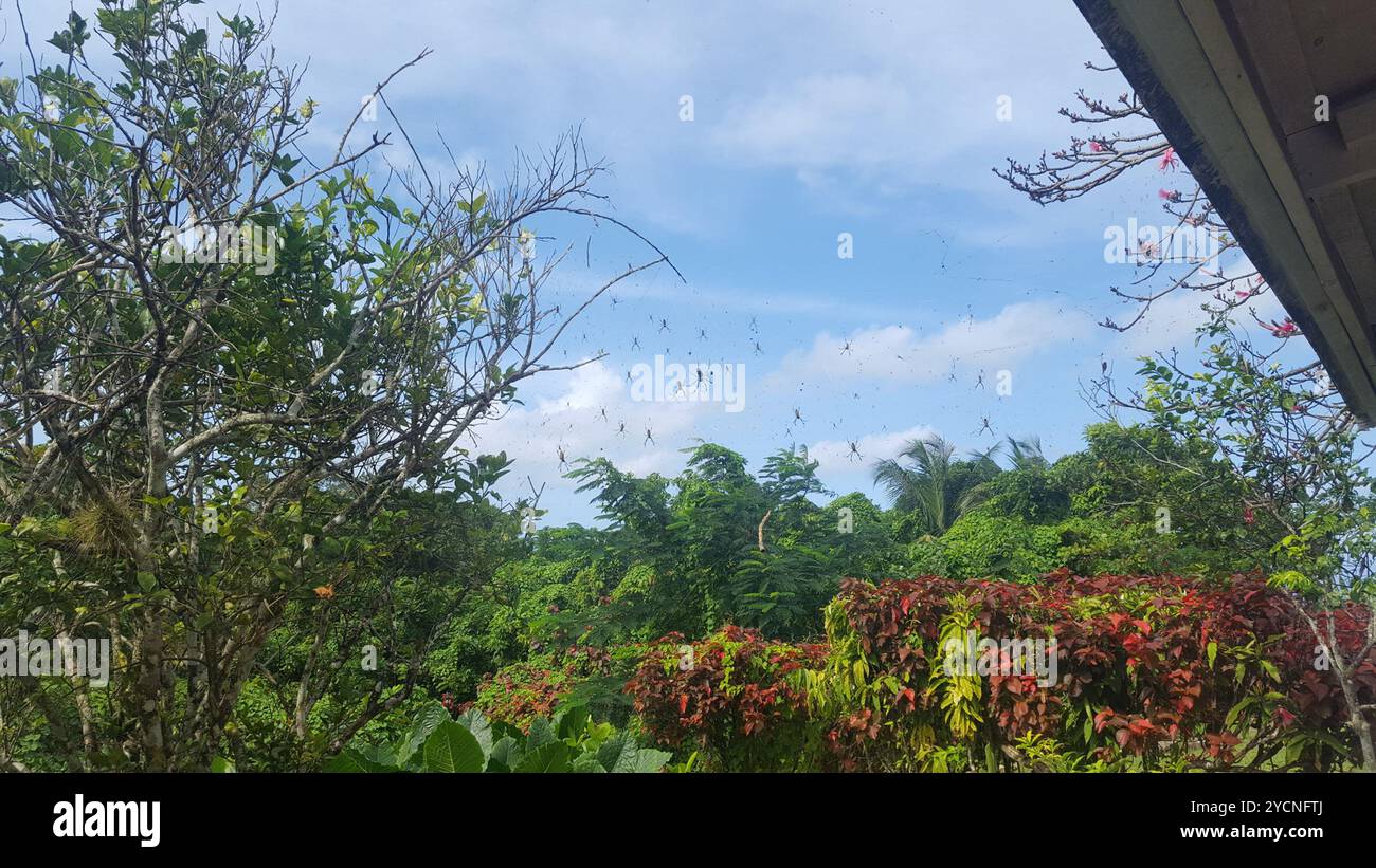 Golden Silk Spider (Trichonephila clavipes) Arachnida Stock Photo - Alamy