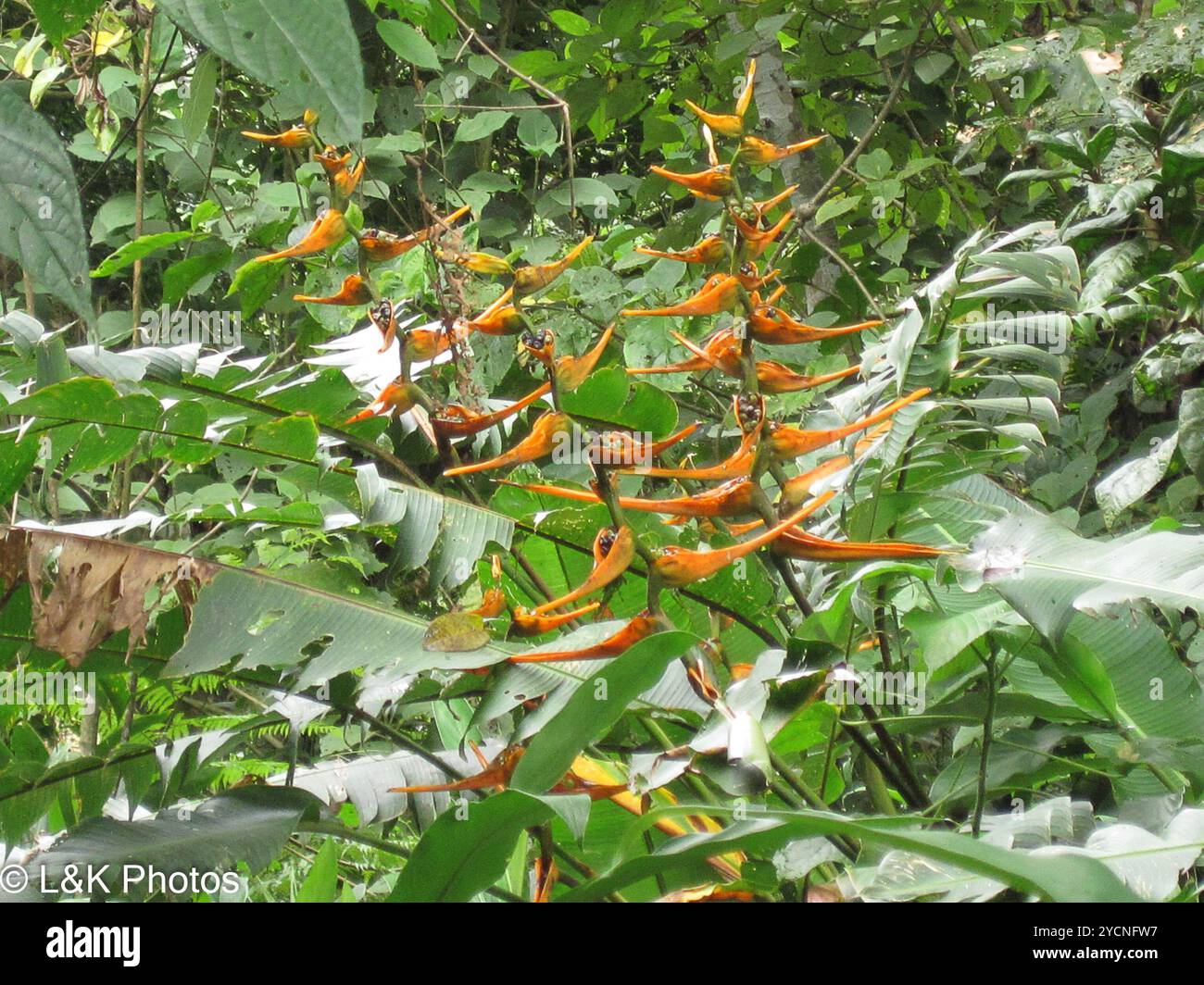 Expanded Lobsterclaw (Heliconia latispatha) Plantae Stock Photo - Alamy