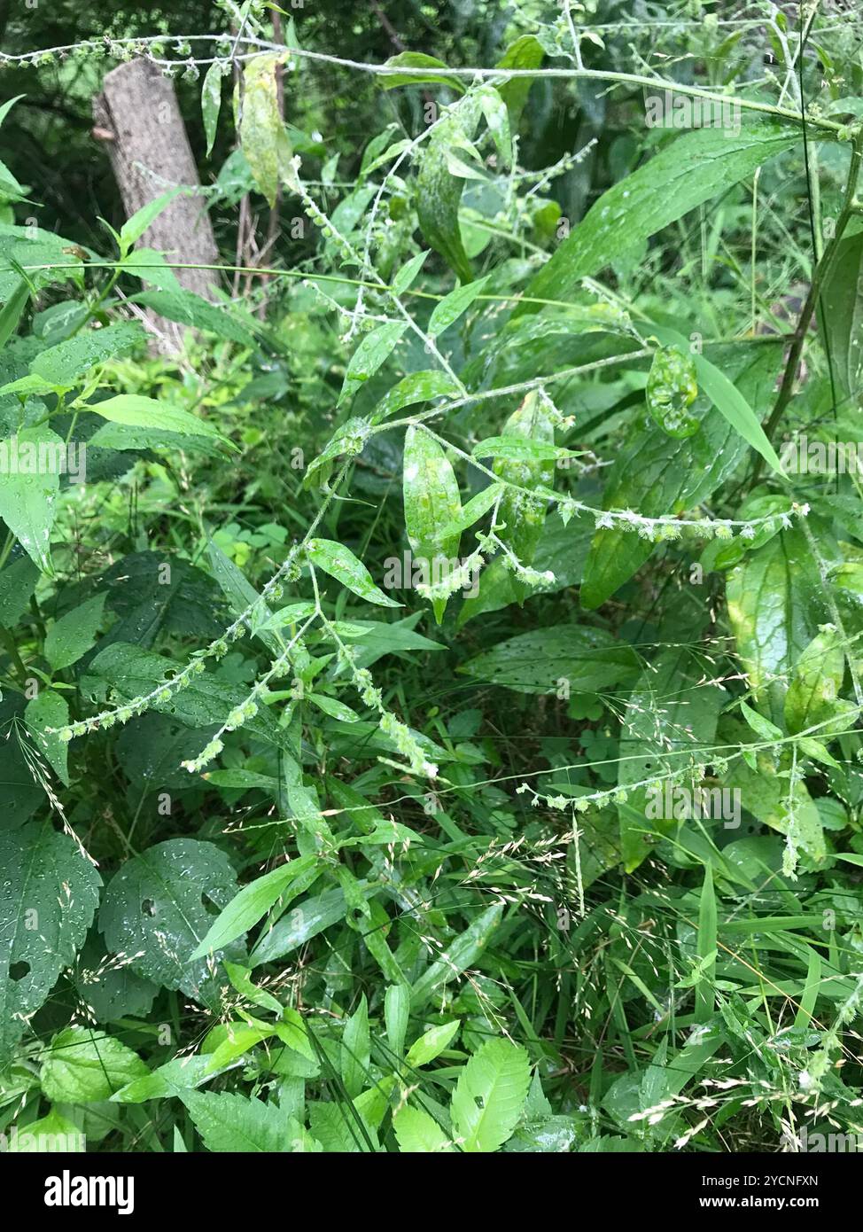 virginia stickseed (Hackelia virginiana) Plantae Stock Photo - Alamy