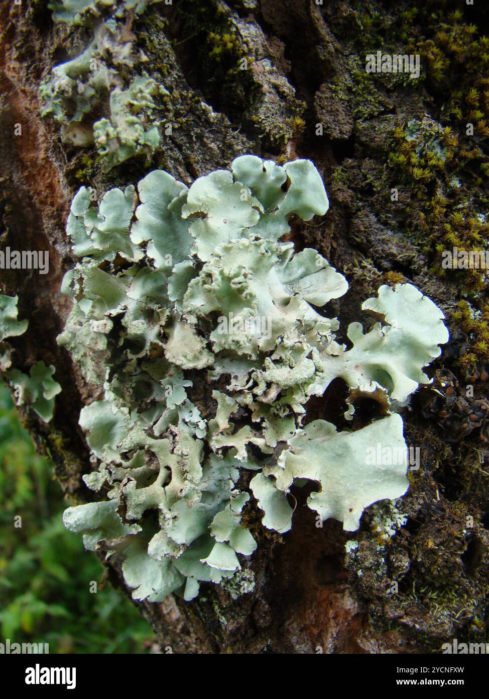 Ruffle Lichens (Parmotrema) Fungi Stock Photo - Alamy
