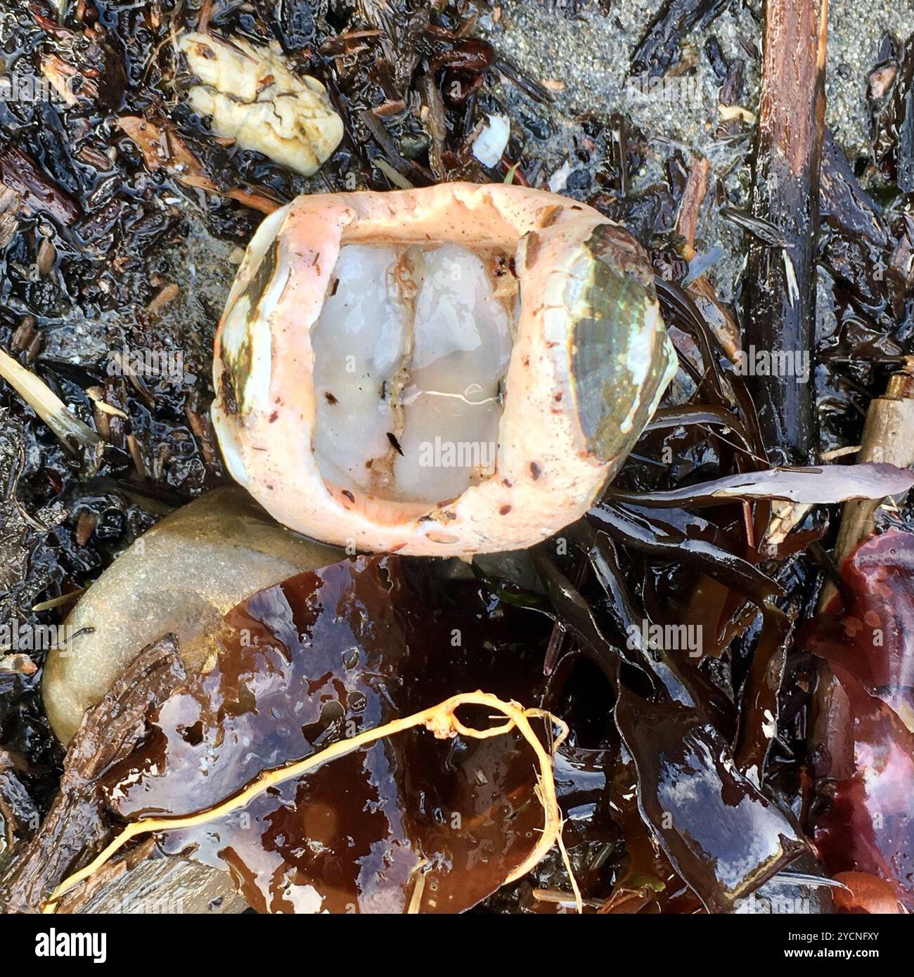 Chitons (Polyplacophora) Mollusca Stock Photo - Alamy