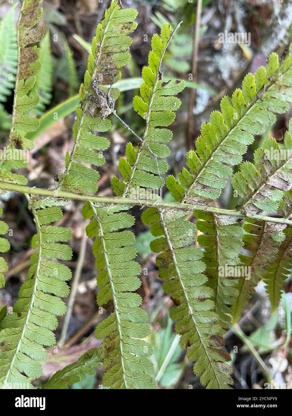 coastal woodfern (Dryopteris arguta) Plantae Stock Photo - Alamy