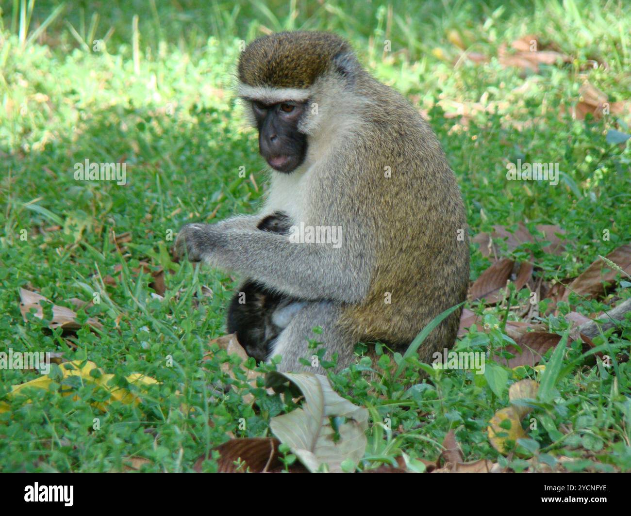 Savannah Monkeys (Chlorocebus) Mammalia Stock Photo - Alamy