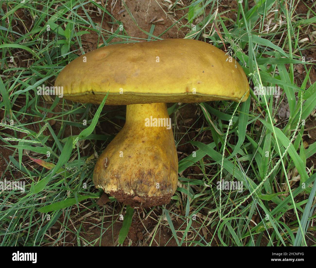 boletes (Boletaceae) Fungi Stock Photo - Alamy