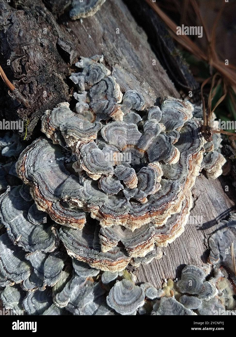 turkey-tail (Trametes versicolor) Fungi Stock Photo - Alamy