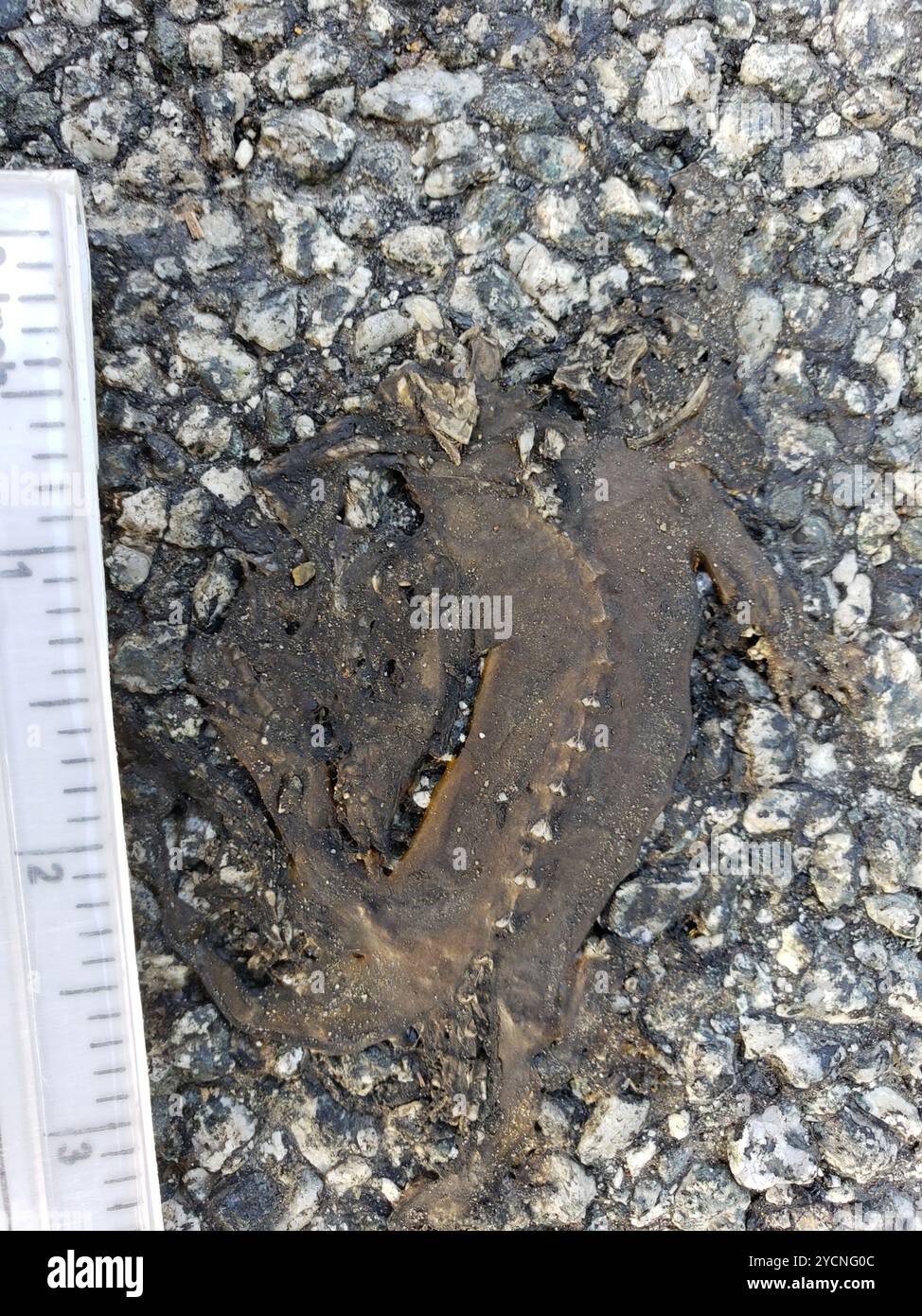 Pacific Newts (Taricha) Amphibia Stock Photo - Alamy