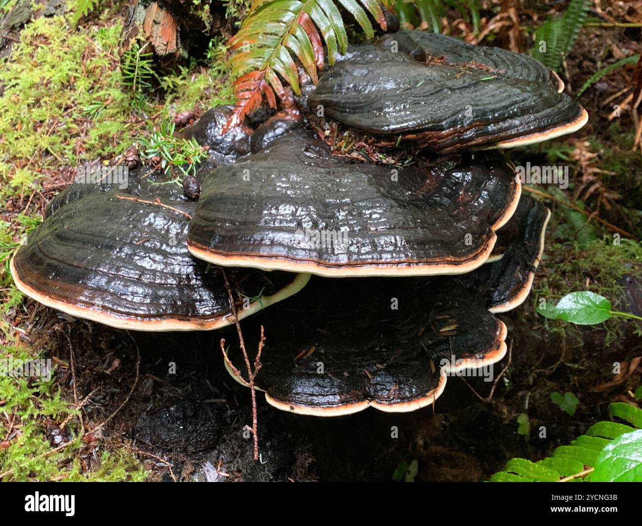 Red-banded Conks (Fomitopsis pinicola) Fungi Stock Photo - Alamy