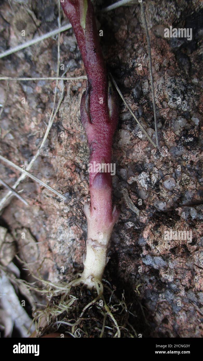 cowpea witchweed (Striga gesnerioides) Plantae Stock Photo - Alamy