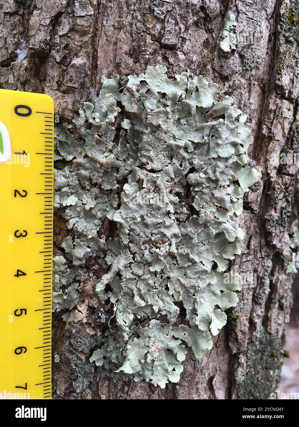 common greenshield lichen (Flavoparmelia caperata) Fungi Stock Photo ...
