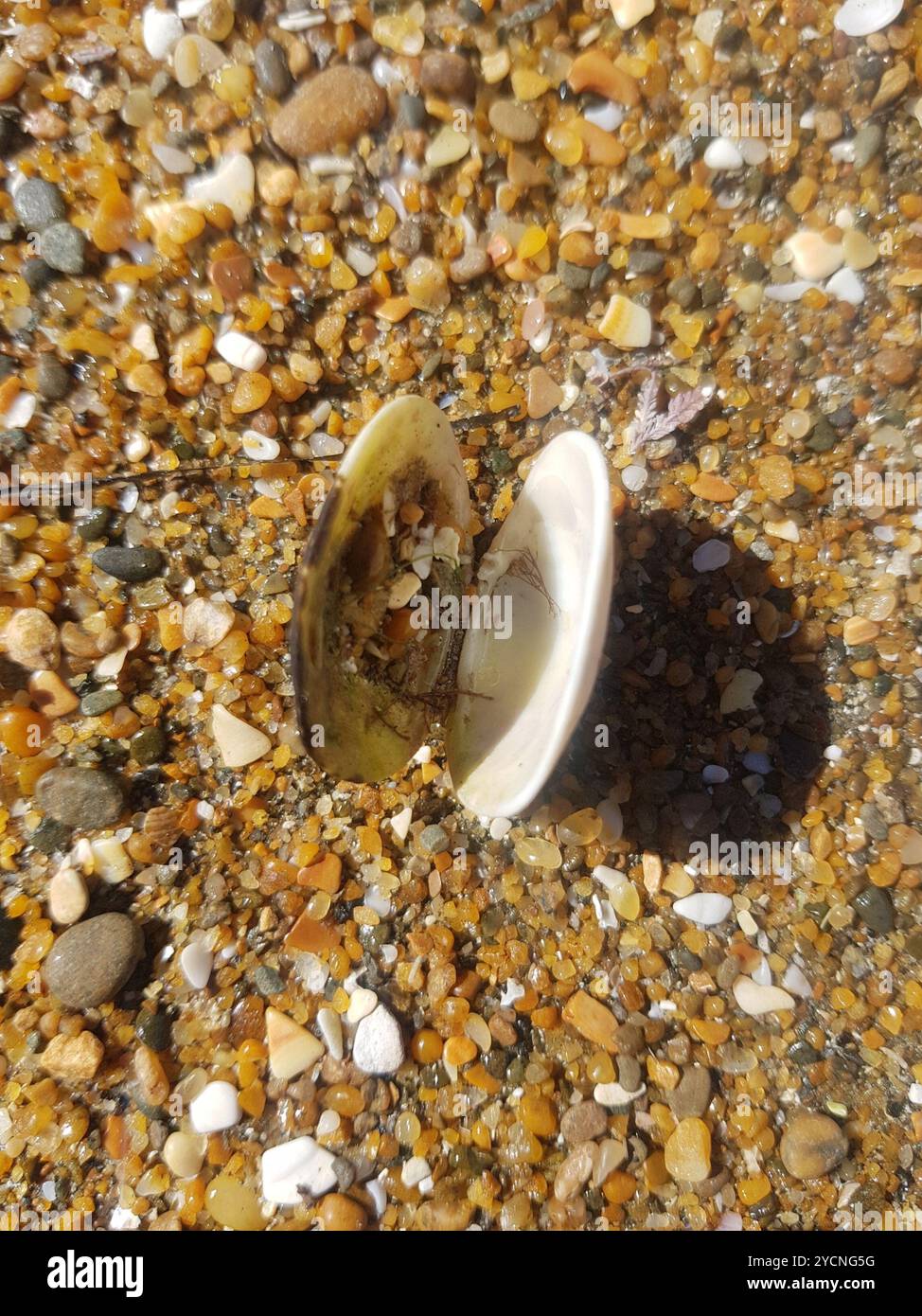 (Venerupis largillierti) Mollusca Stock Photo - Alamy