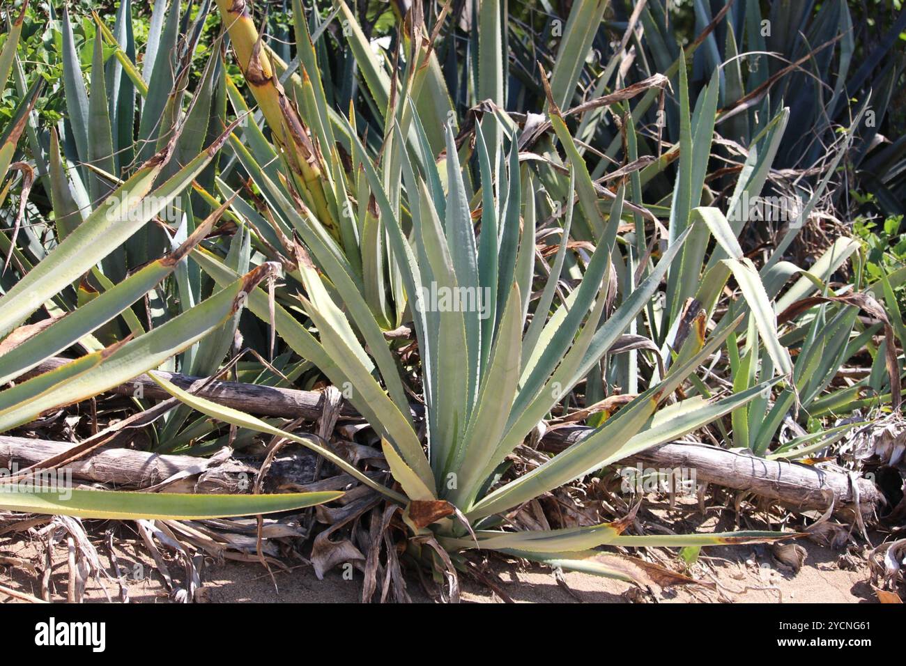 Caribbean Agave (Agave angustifolia) Plantae Stock Photo - Alamy