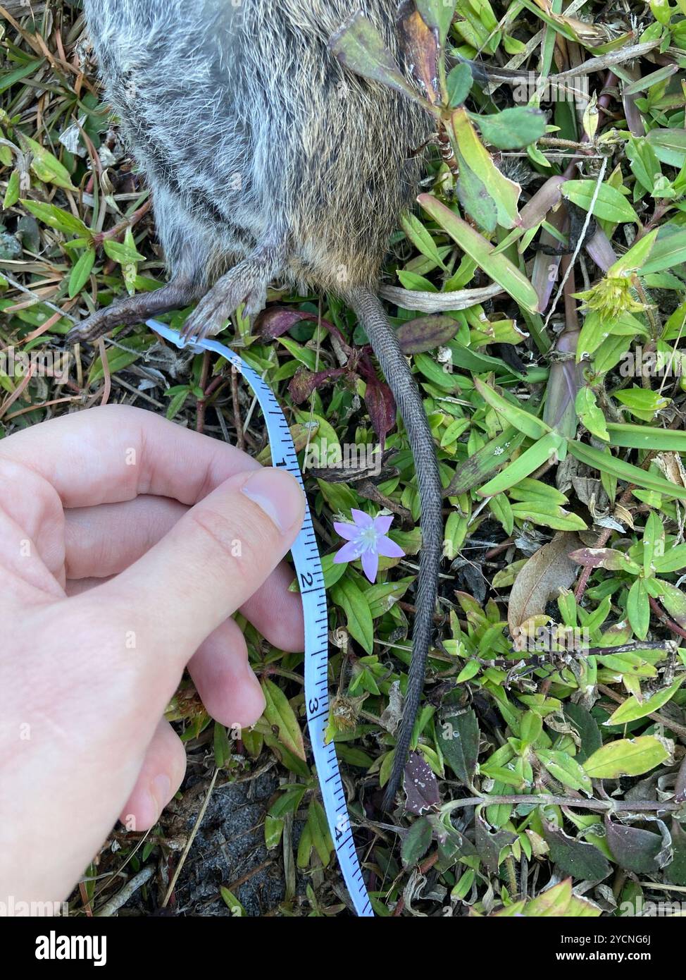 Hispid Cotton Rat (Sigmodon hispidus) Mammalia Stock Photo - Alamy