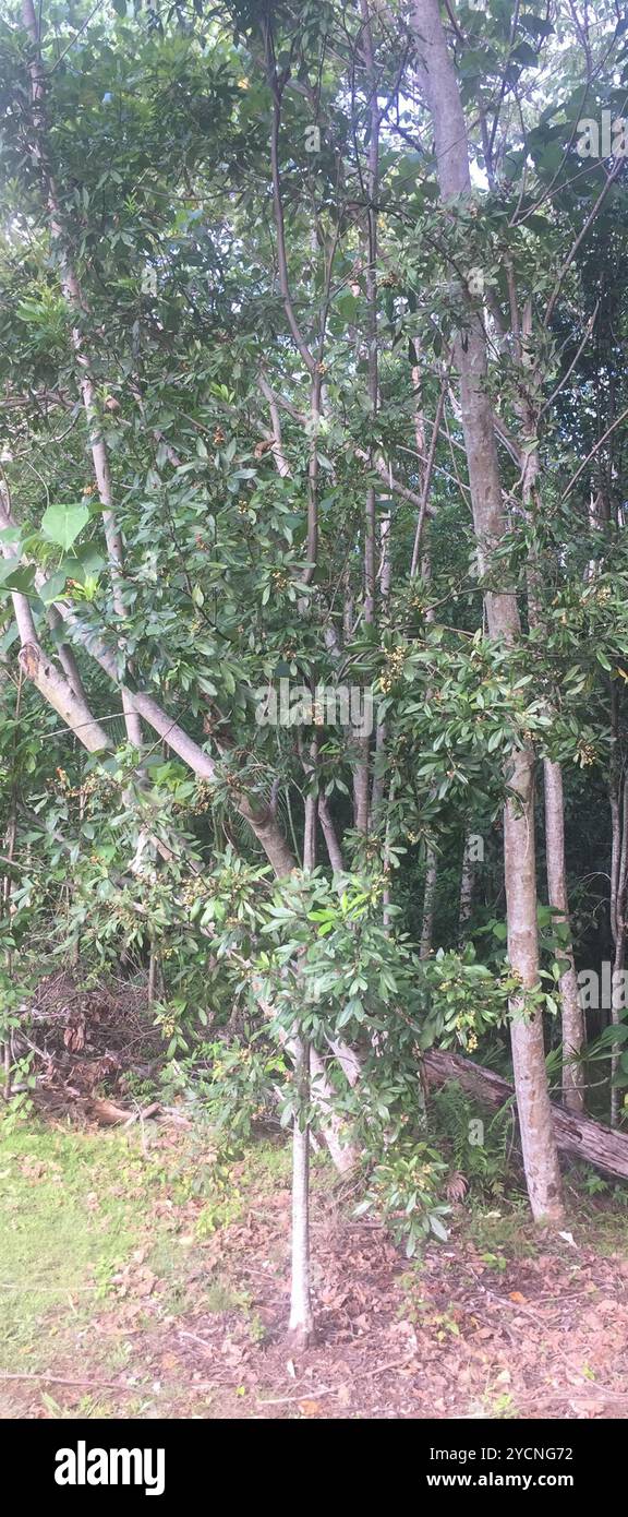 Guioa (Guioa semiglauca) Plantae Stock Photo - Alamy